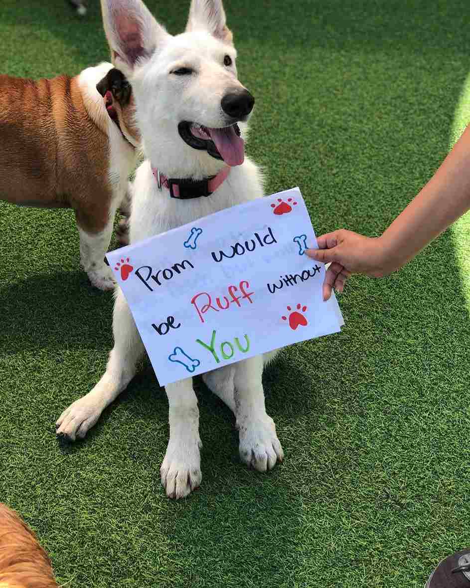 Prom Proposal Ideas: Creative & Memorable Options