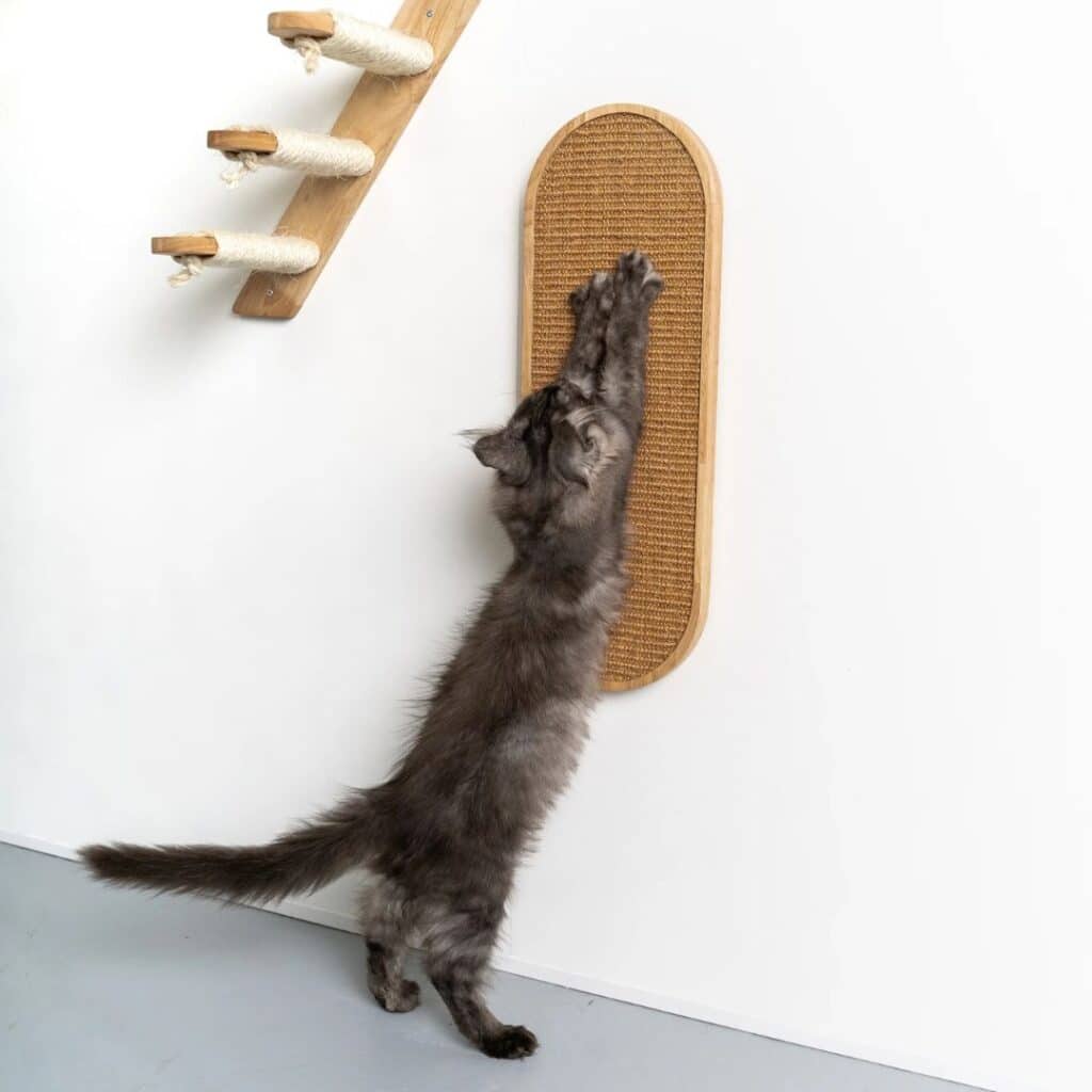 Cat Wall Ideas: Stylish Spaces for Your Pet