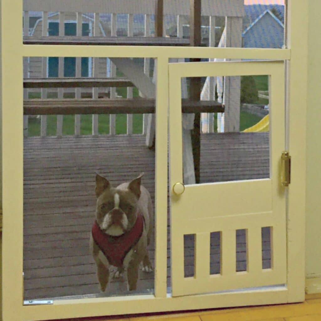 Doggy Door Ideas: Easy Access for Your Pets