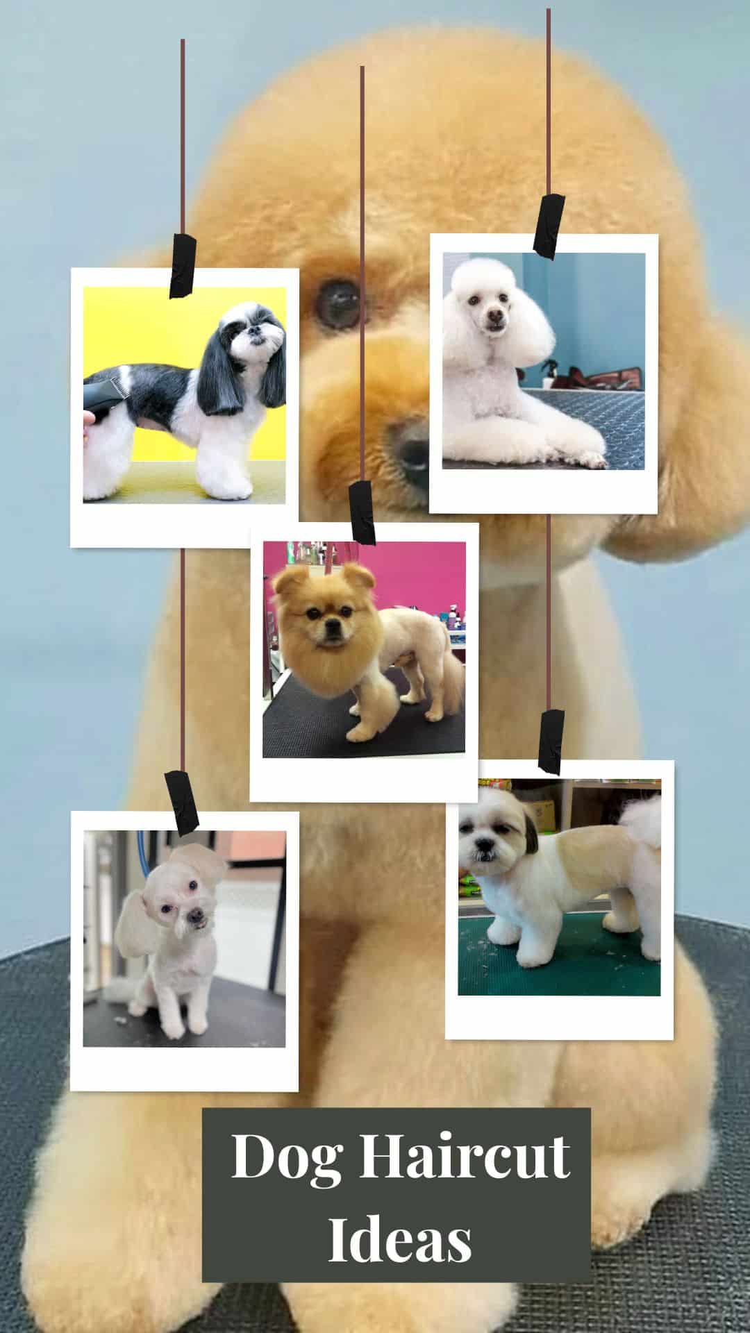 Dog Haircut Ideas: Cute & Trendy Grooming Styles