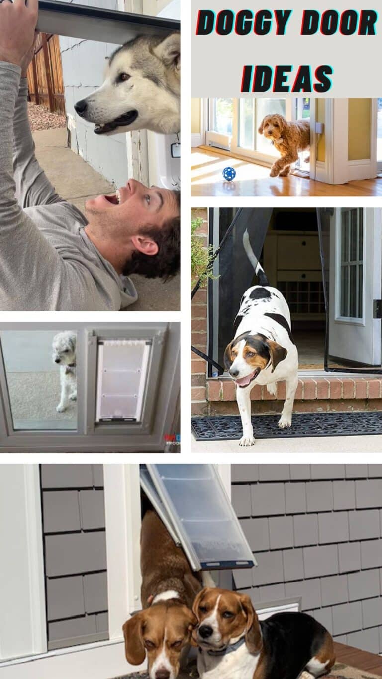 Doggy Door Ideas: Easy Access for Your Pets