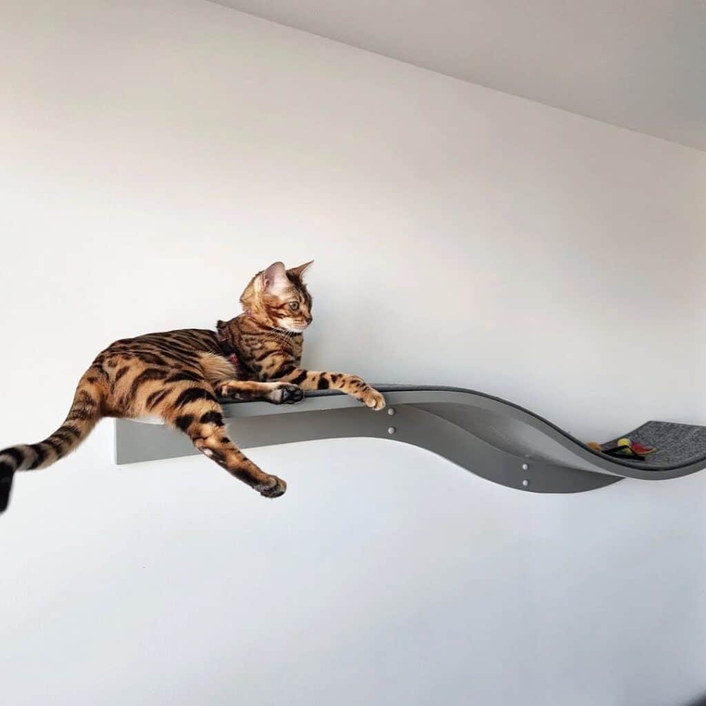 Cat Wall Ideas: Stylish Spaces for Your Pet