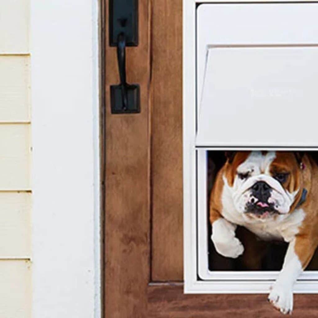 Doggy Door Ideas: Easy Access for Your Pets